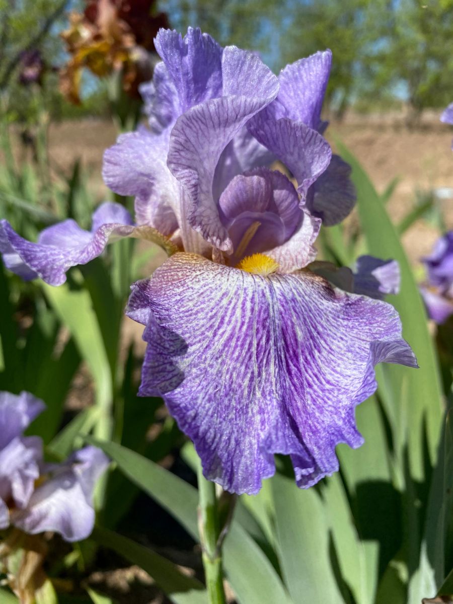 Ukrainian Princess - TBRE 2025